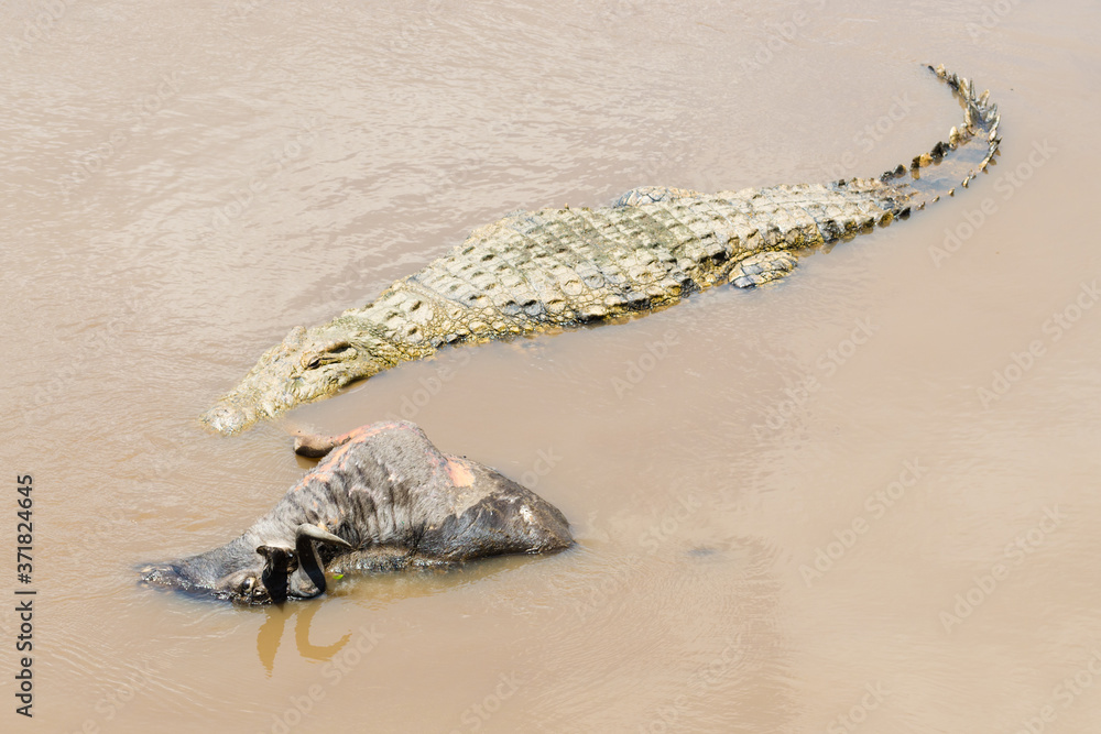 Nile crocodile waiting for a submerged wildebeest carcass to rot, Mara ...