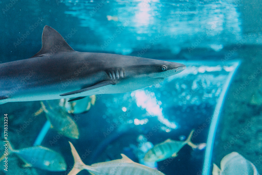 shark swimming in an aquarium between fishes with blue background and ...
