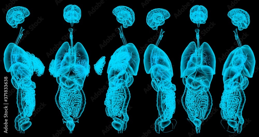 6 hi-res holographic xray renders of internal organs of man and woman ...