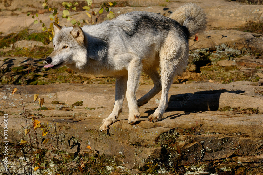 Gray Wolf with tongue sticking out on sandstone sedimentary rock at ...