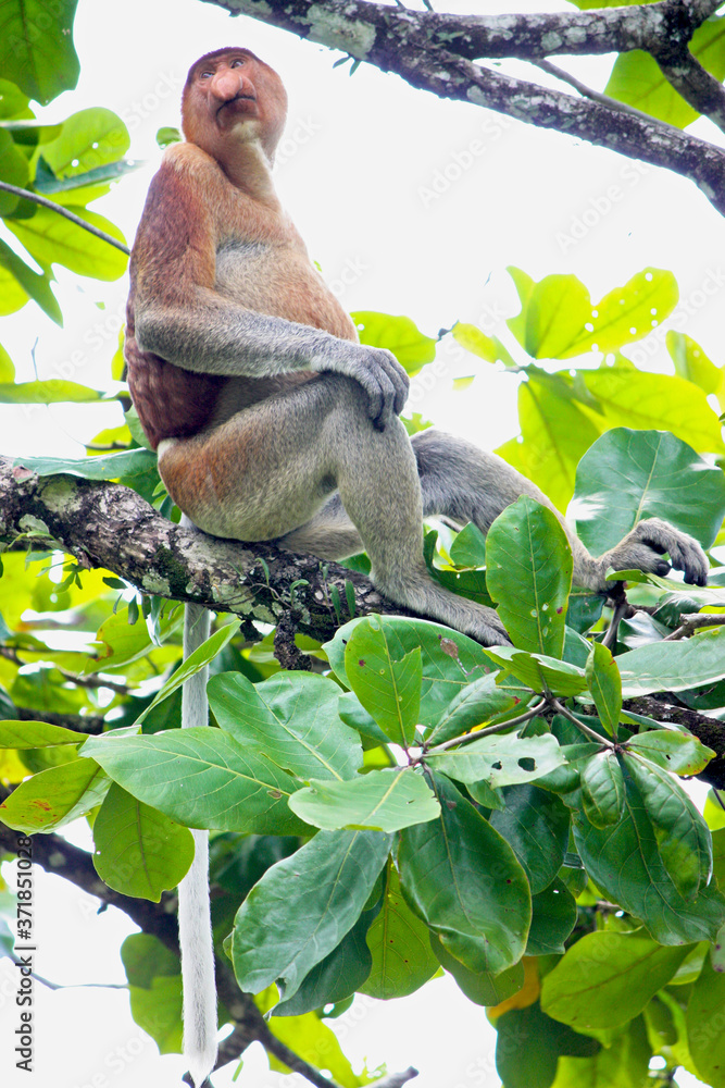 Proboscis monkey at Bako National Park, Borneo, Kuching, Sarawak ...