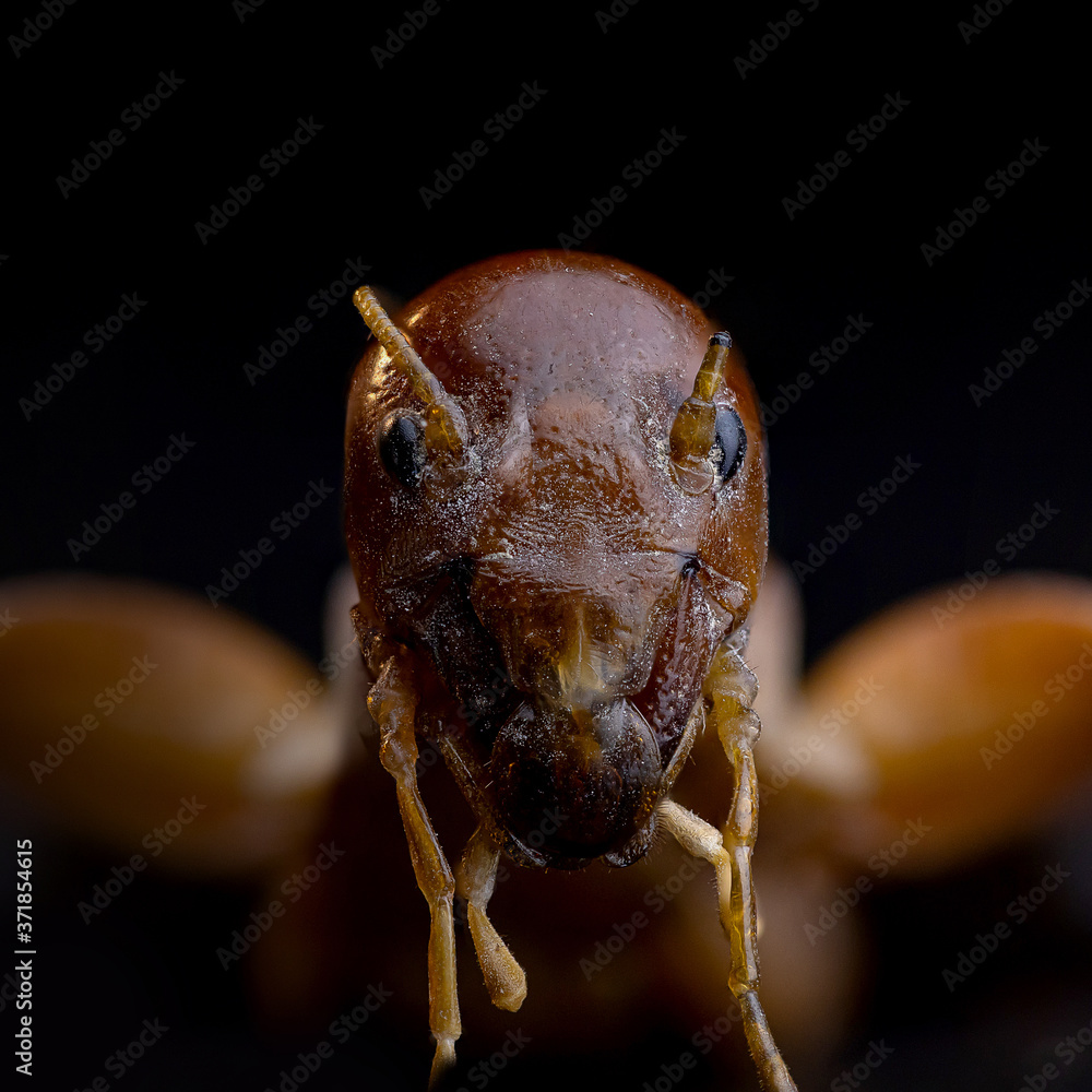 jerusalem cricket face close up black background Stock Photo | Adobe Stock