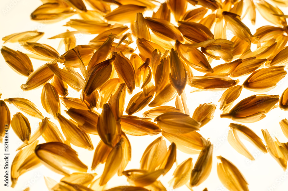 brown rice back light.Rice is the most consumed cereal by the human ...