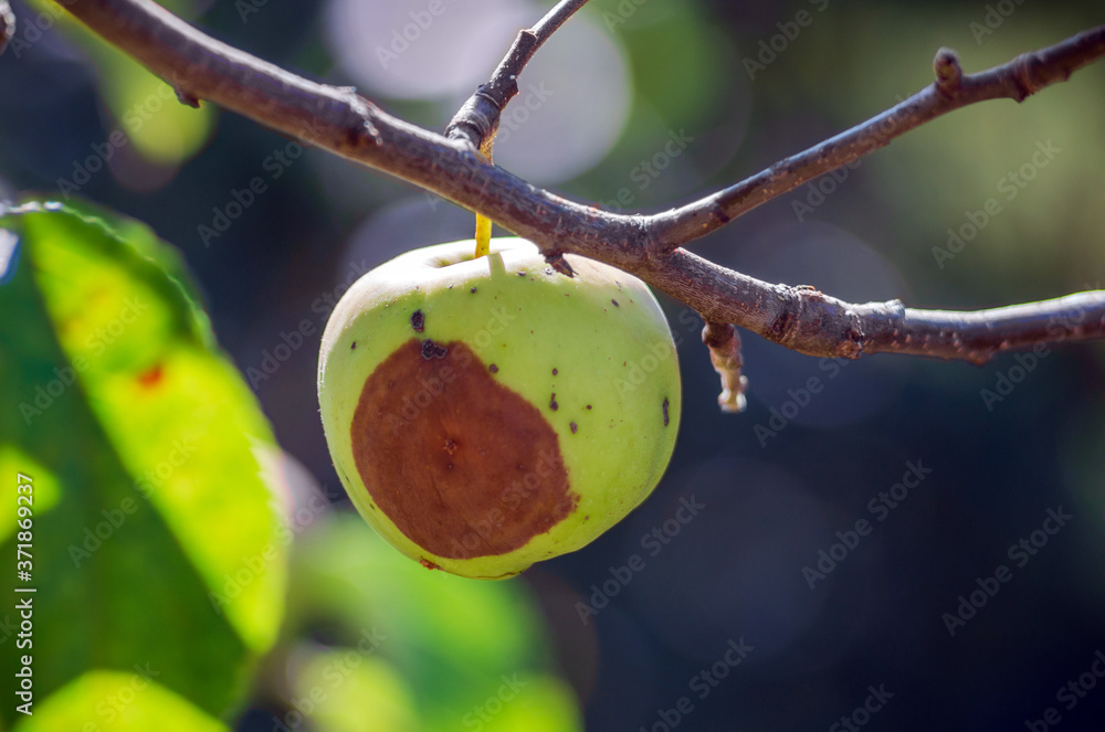 Bacterial diseases of the apple tree manifest as lesions or rotting of ...