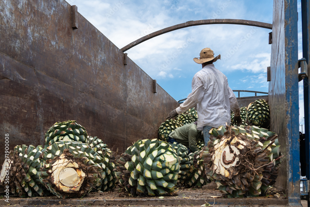 Las piezas de agave están junto a los jimadores que las están ... Las piezas de agave están junto a los jimadores que las están ...
