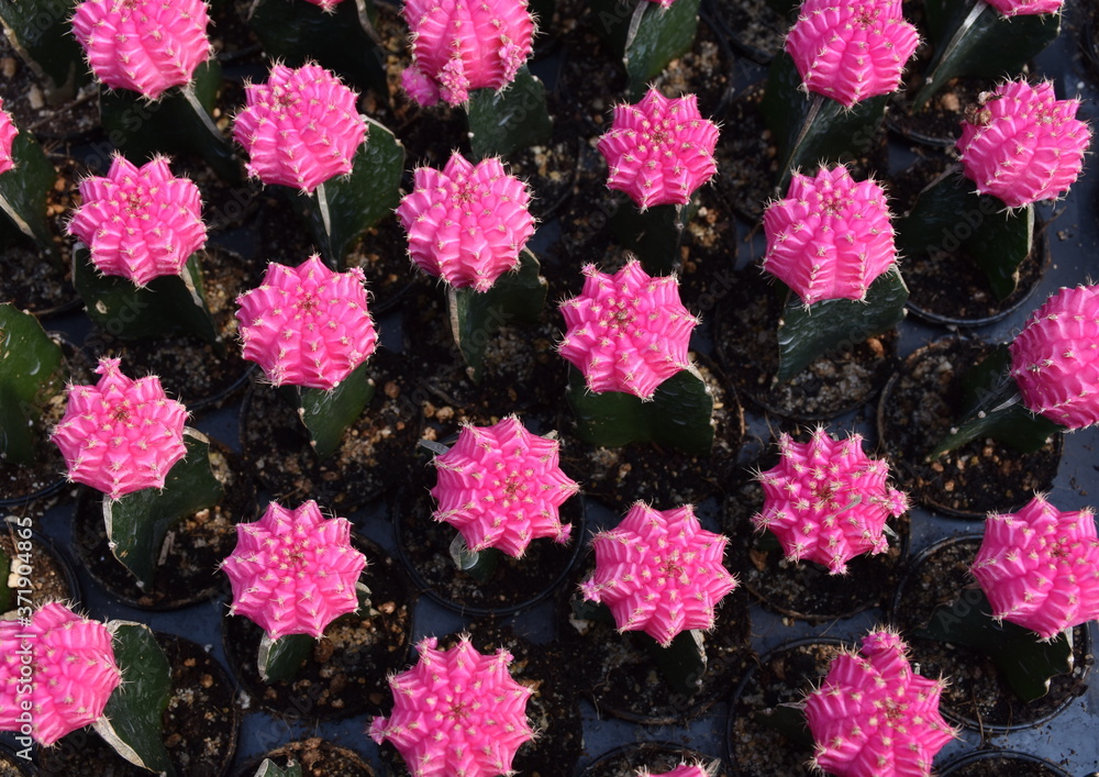 pink cactus pattern pot background. Repeated texture with green-pink ...