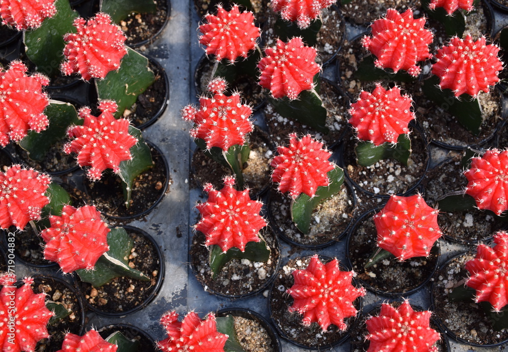 Red cactus pattern pot background. Repeated texture with green-red ...