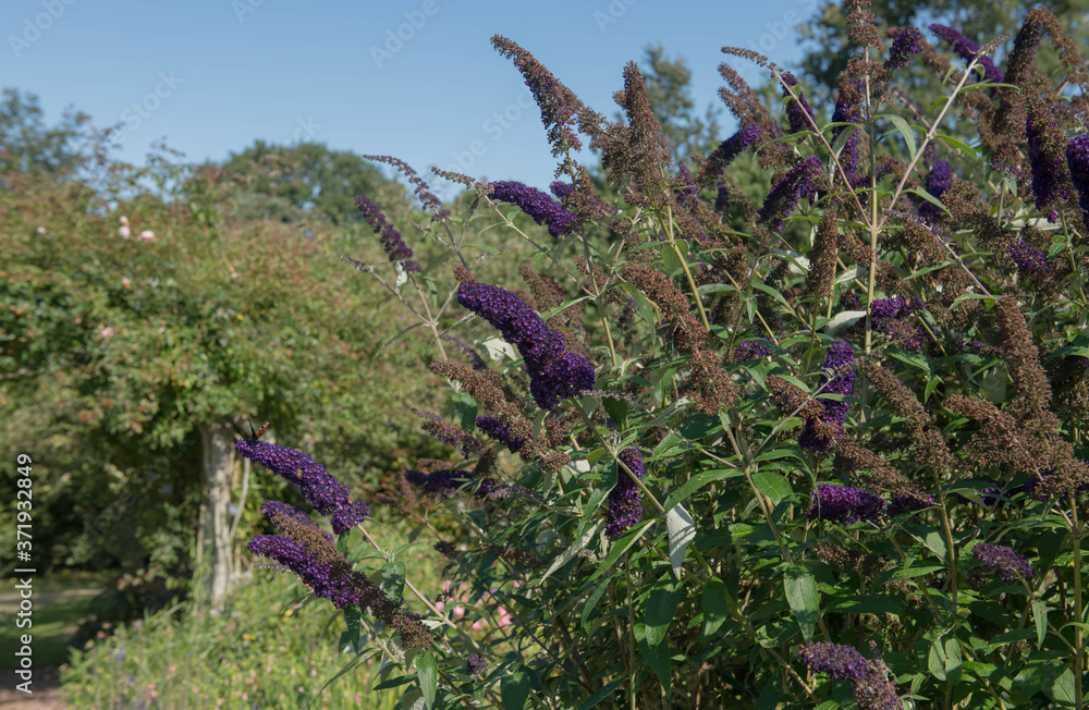 Summer Flowering Dark Purple Butterfly Bush (Buddleja davidii 'Black ...