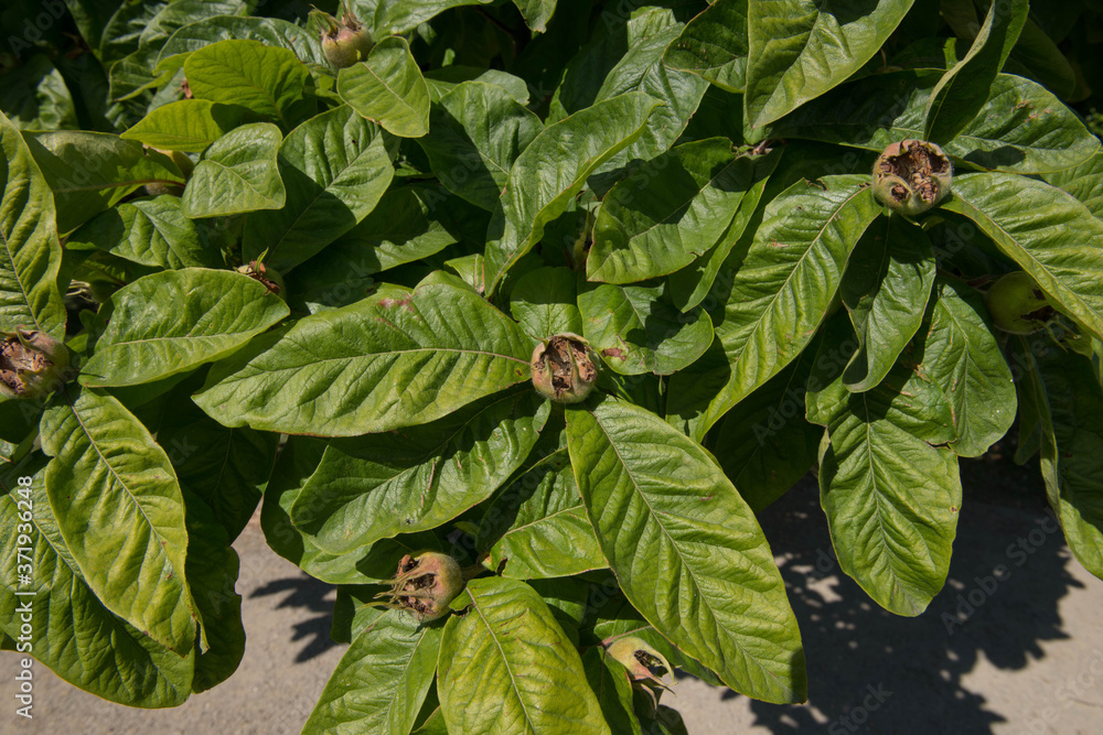 Summer Foliage and Fruit of a Common Medlar Tree (Mespilus germanica ...