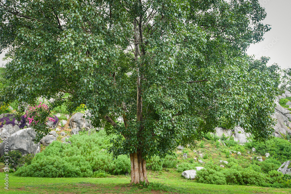 bodhi tree and green bodhi leaf with sunlight at temple thailand - tree ...