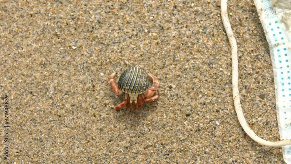 Hermit crab walking over a garbage from used medical masks on the sea ...