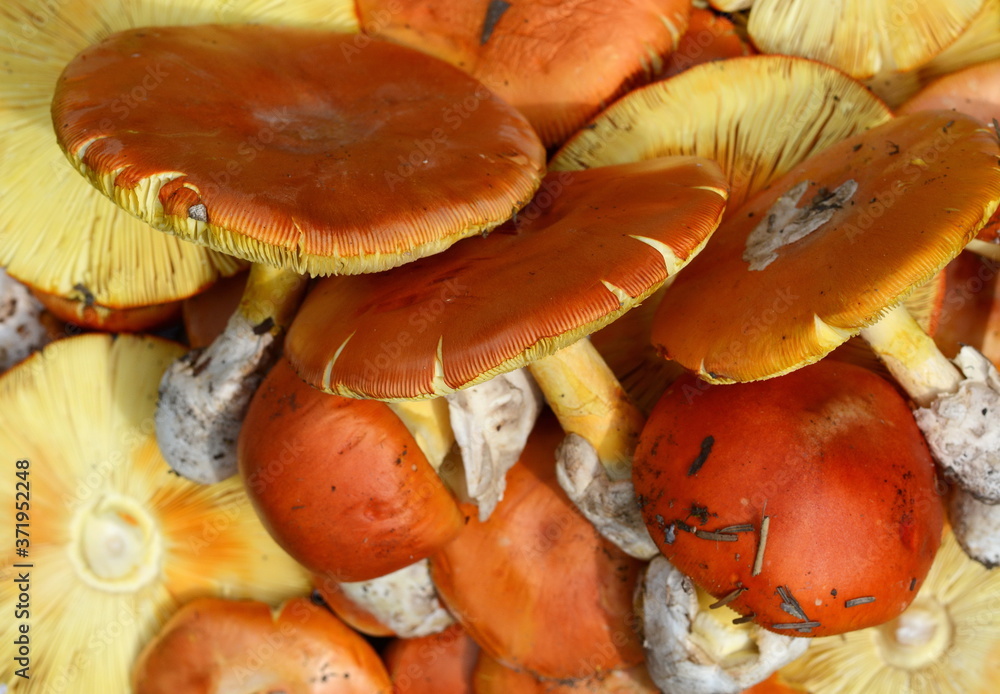 Close up of Amanita Caesarea Mushrooms, also known as Caesars Mushroom ...