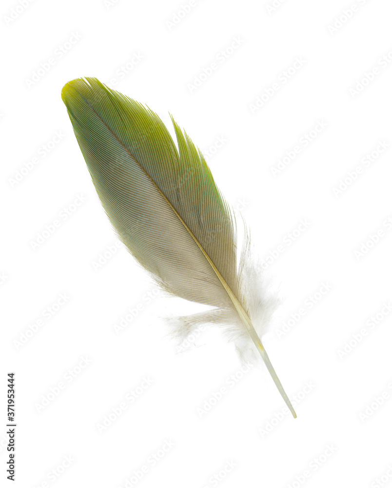 Beautiful green macaw parrot lovebird feather isolated on white ...