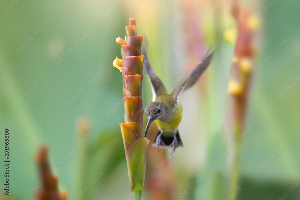 Mature bird feeding nectar from Cigar calathea flower,shallow ...