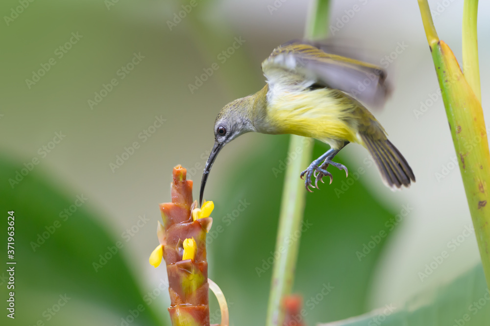 Mature bird feeding nectar from Cigar calathea flower..Beautiful little ...