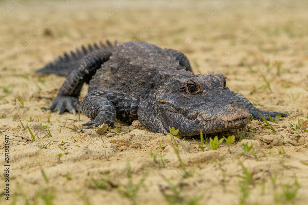 Dwarf crocodile (Osteolaemus tetraspis), also known commonly as the ...