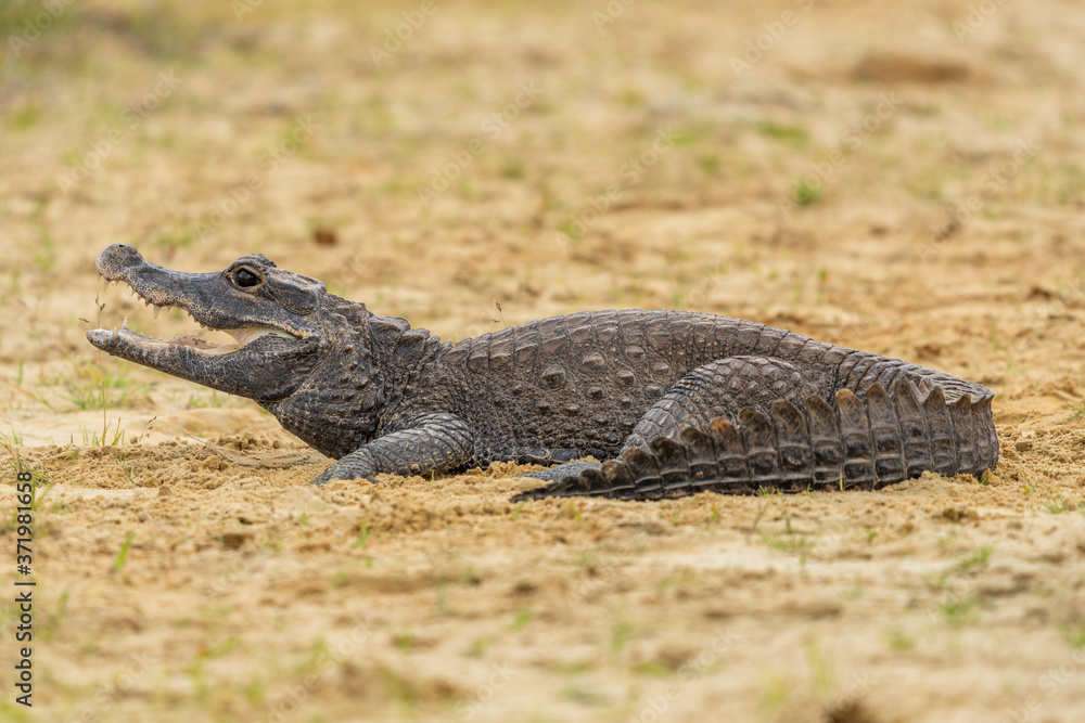 Dwarf crocodile (Osteolaemus tetraspis), also known commonly as the ...