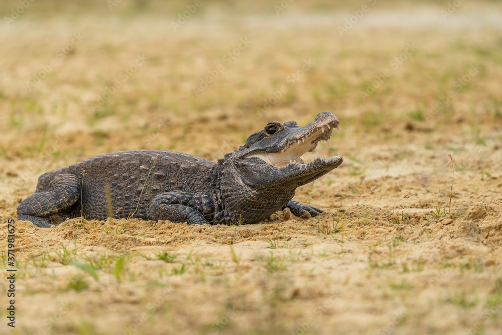 Dwarf crocodile (Osteolaemus tetraspis), also known commonly as the ...