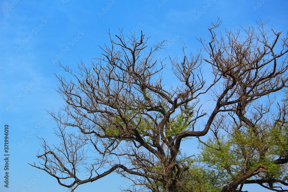 leafless tree in blue sky at background bird sitting on tree on blue ...