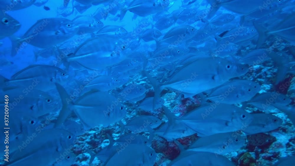 School of tuna tunny fish on the blue background of the sea under water ...