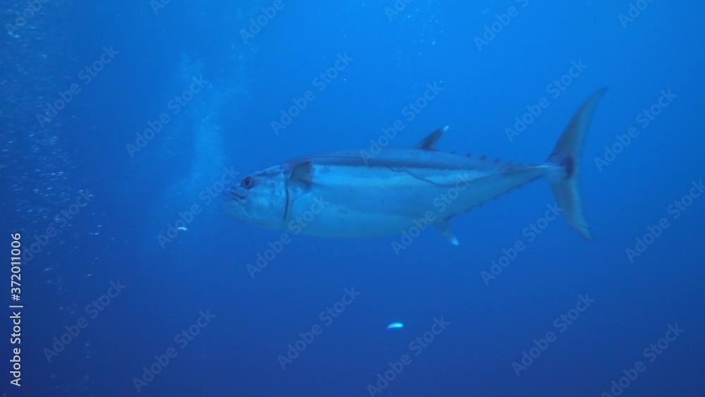 School of tuna tunny fish on the blue background of the sea under water ...