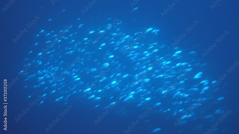 School of tuna tunny fish on the blue background of the sea under water ...