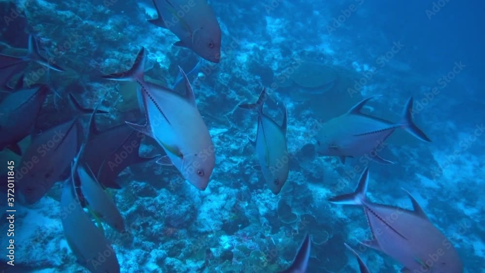 School of tuna tunny fish on the blue background of the sea under water ...