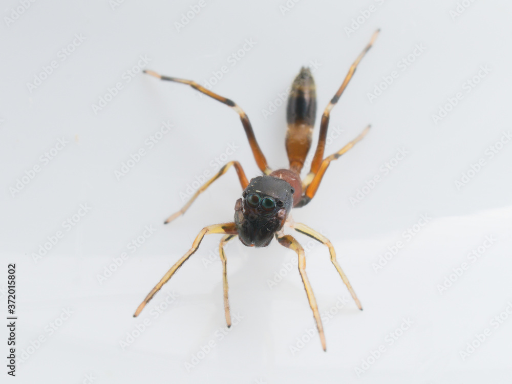 Spiders mimicking ants on a white background, Myrmarachne elongata ...