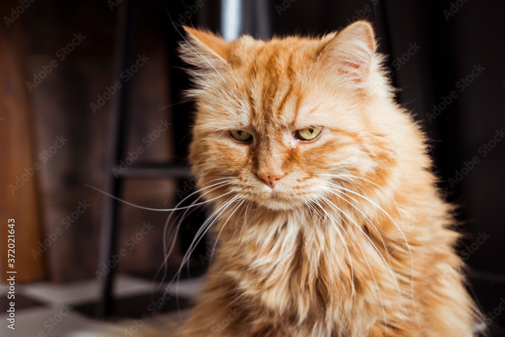 Portrait d'un magnifique chat angora roux Stock Photo | Adobe Stock