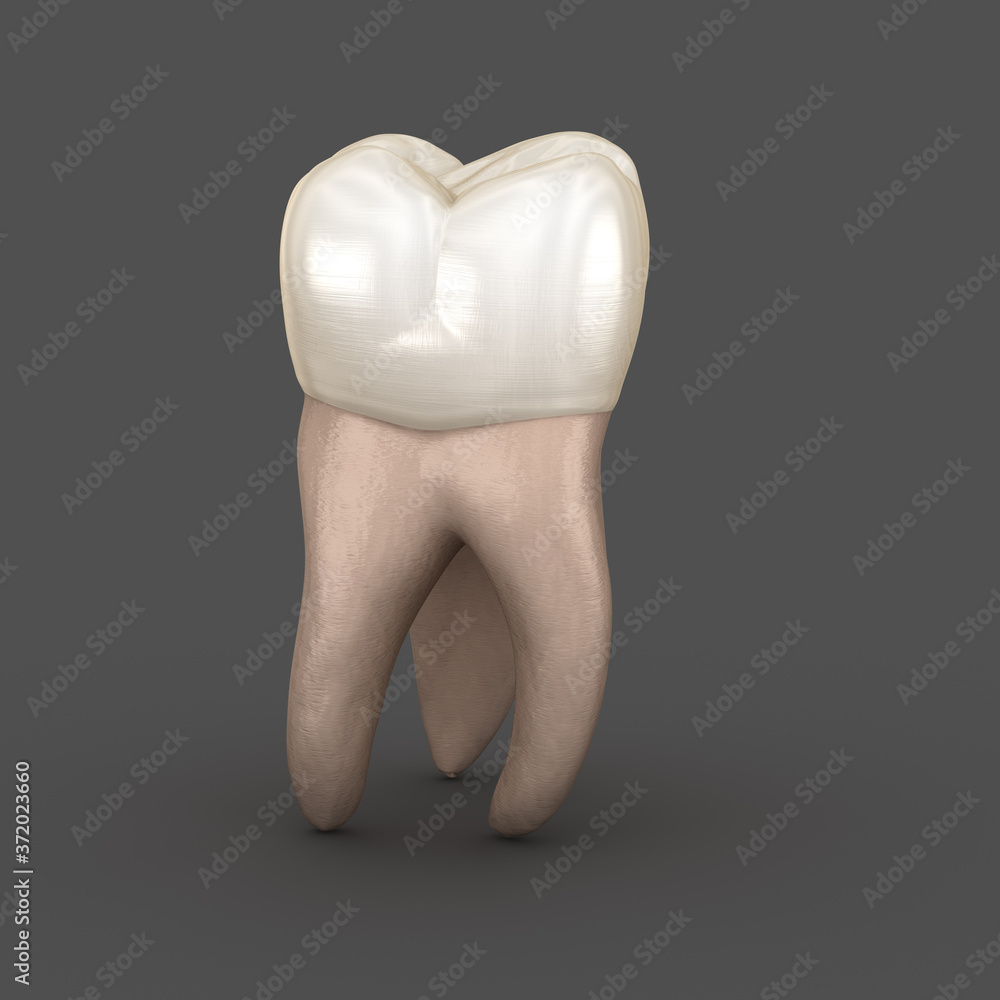Dental anatomy - First maxillary molar tooth. Medically accurate dental ...
