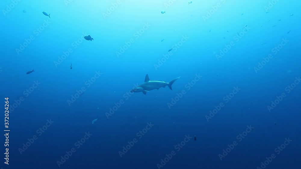 Hammerhead shark and sea turtle underwater Pacific Ocean. Sea animals ...