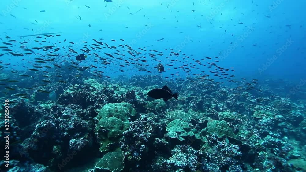 School of fish underwater on background of marine life of Pacific Ocean ...