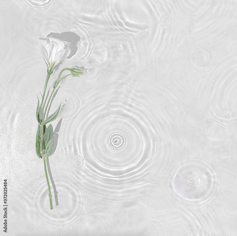 Summer scene with rose flowers in water. Sun and shadows. Minimal ...