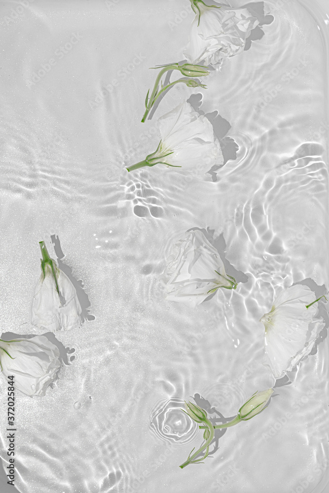 Summer scene with rose flowers in water. Sun and shadows. Minimal ...