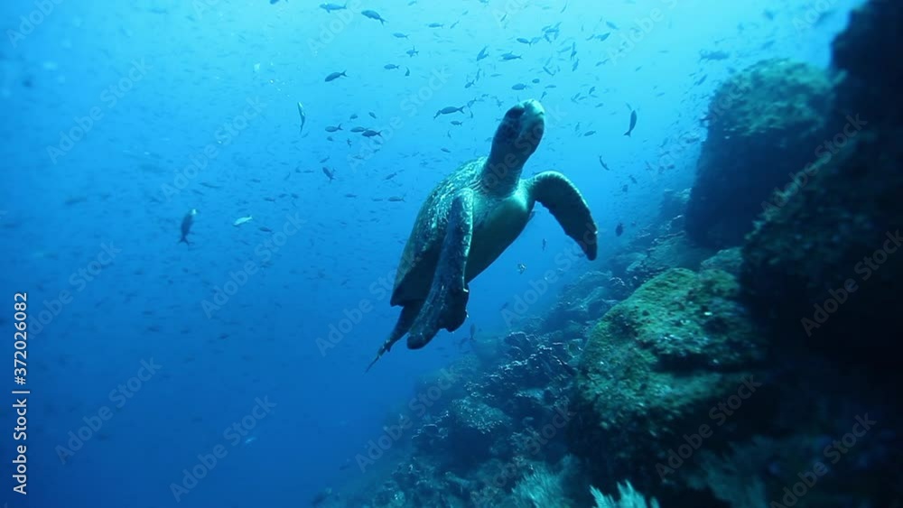 Sea tortoise turtle on background colorful corals underwater in sea of ...
