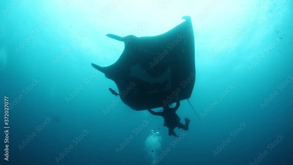 Gigantic Black Oceanic Manta fish floating on a background of blue ...