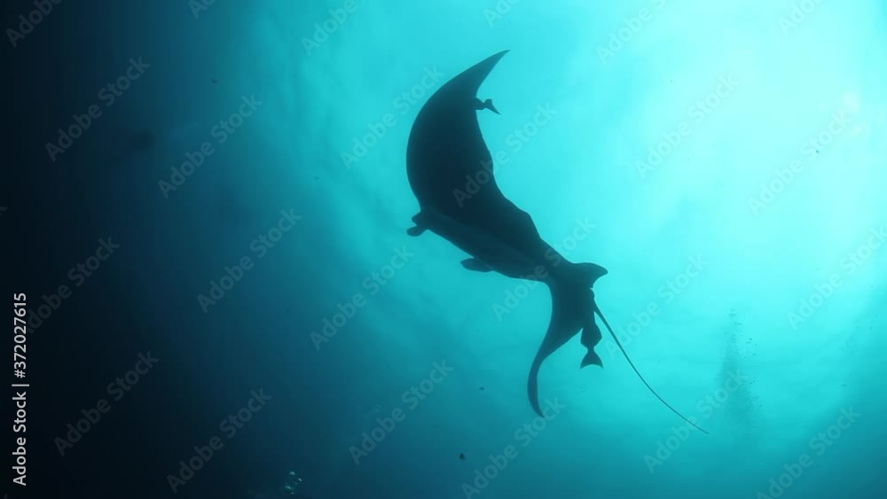 Gigantic Black Oceanic Manta fish floating on a background of blue ...