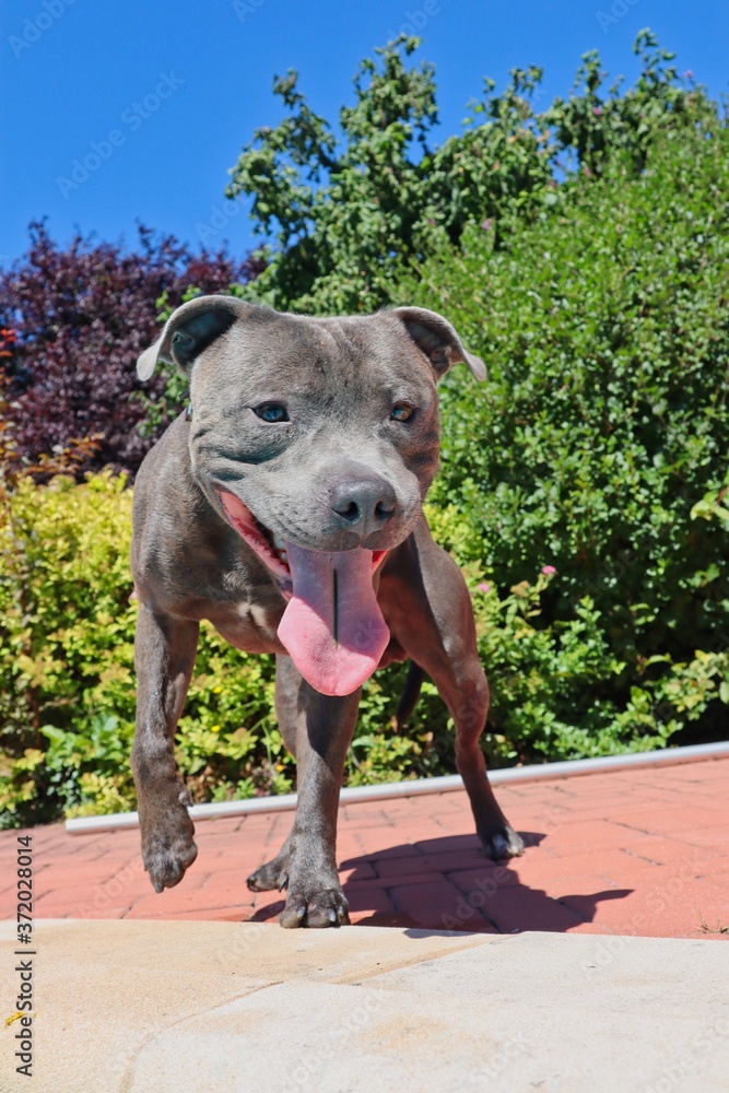 English Staffordshire Bull Terrier Standing above the Pool with one Paw ...
