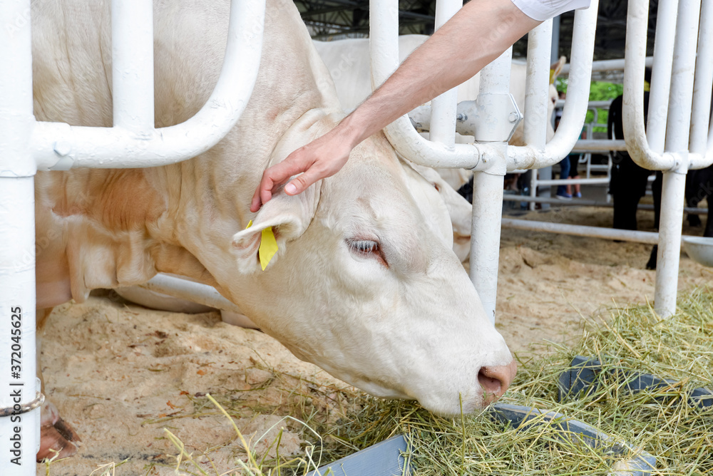 The white cow is eating hay and grazing on a modern farm. Stock Photo ...