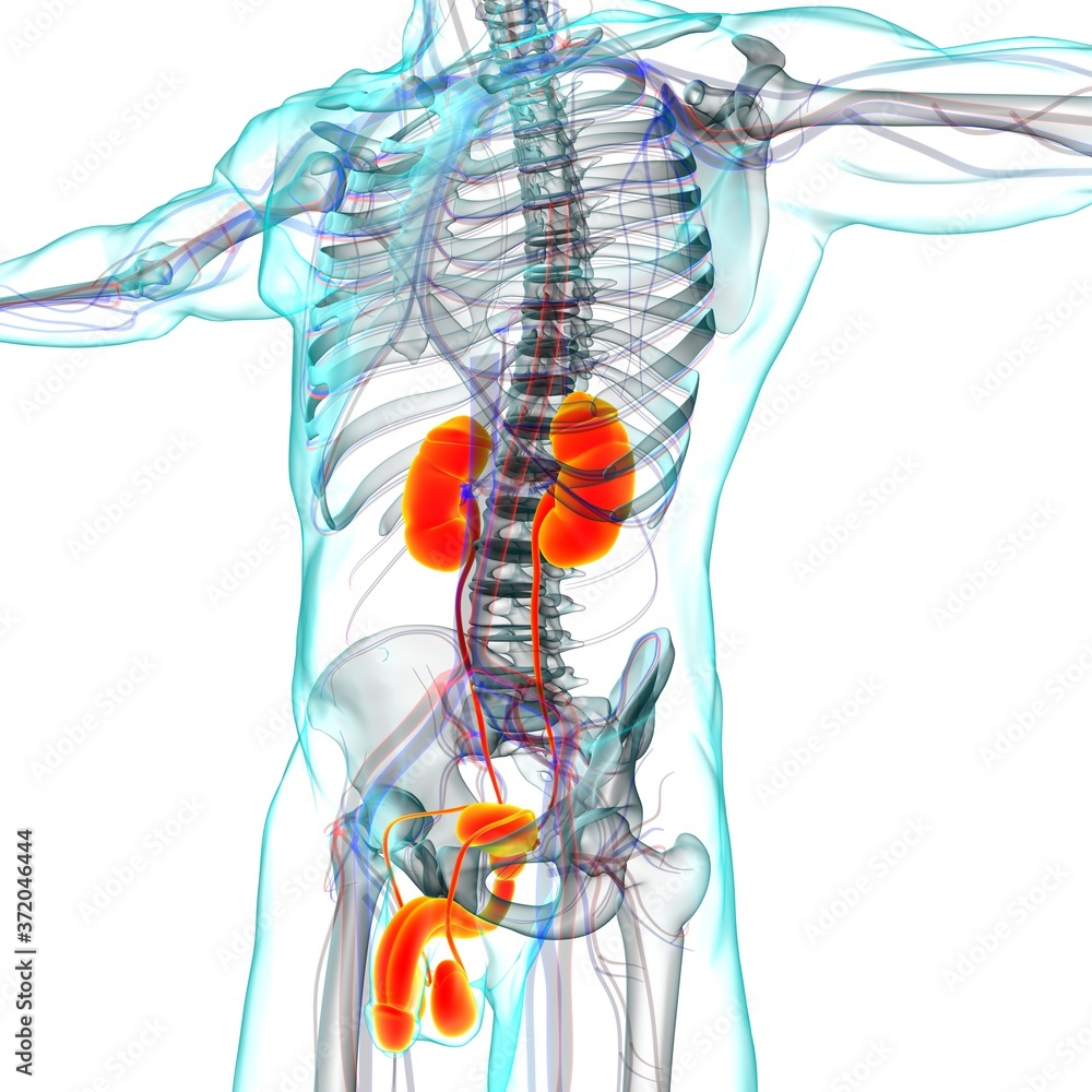 Male Reproductive System Anatomy For Medical Concept 3D Rendering Stock ...