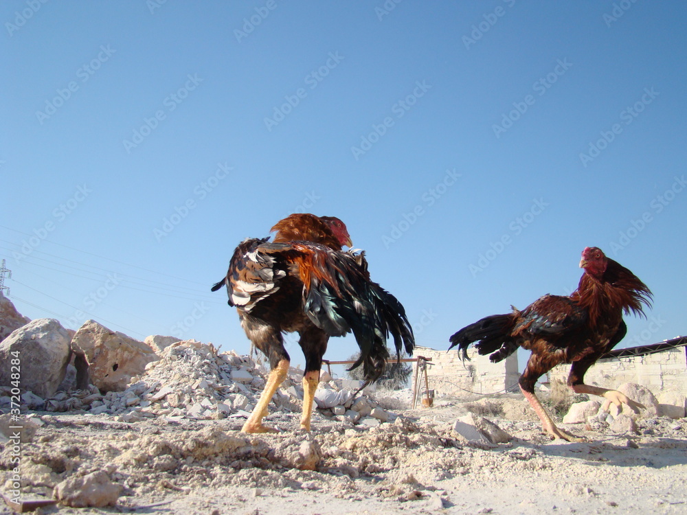 Fighting Roosters | Cockfight | angry bird | angry animal | Madurai ...