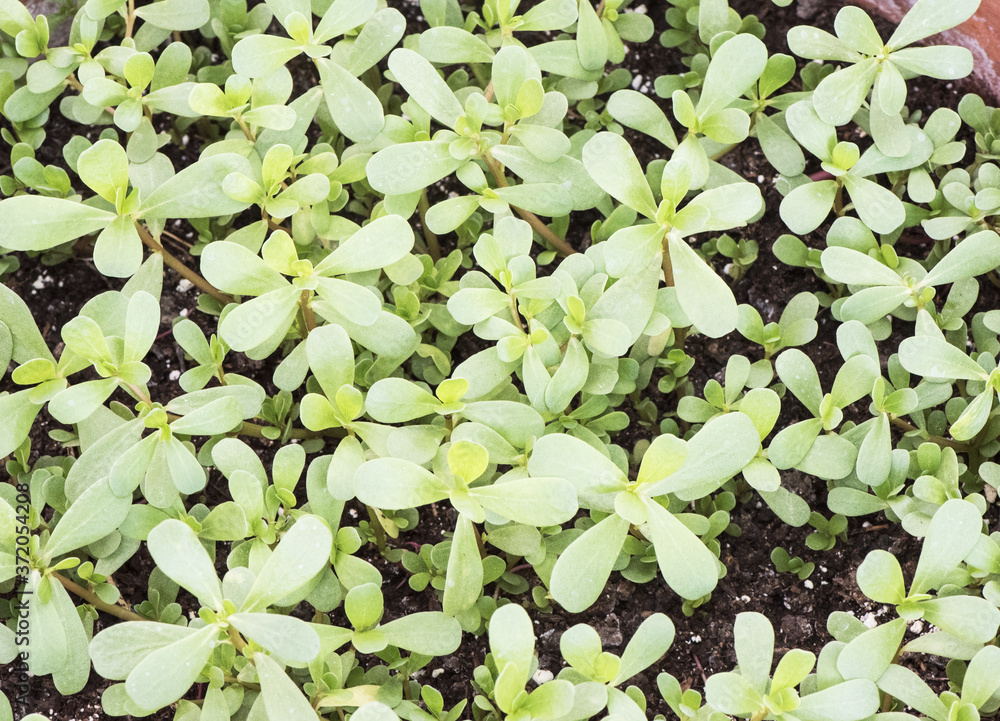 Pigweed Edible