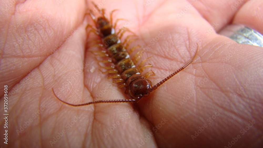 a hand holding a centipede Centipede on a white background. Centipede ...