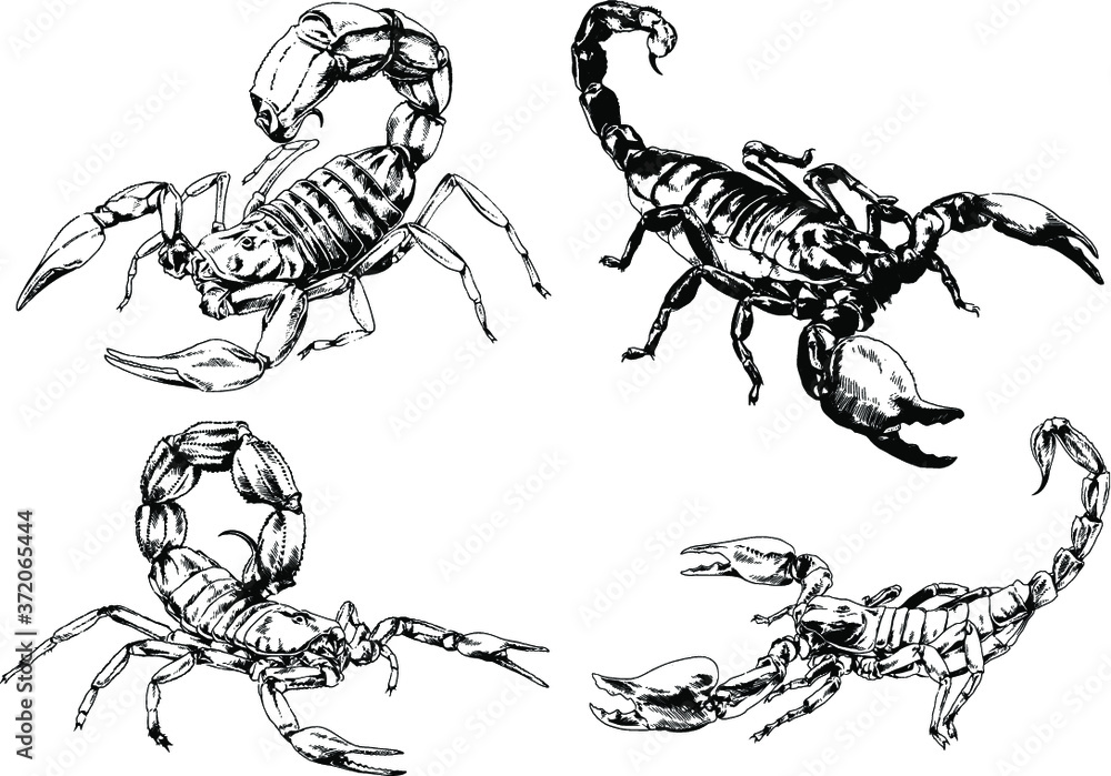 vector drawings sketches different insects bugs Scorpions spiders drawn ...