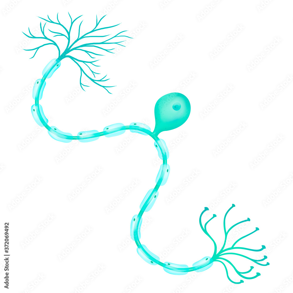 Unipolar Neuron
