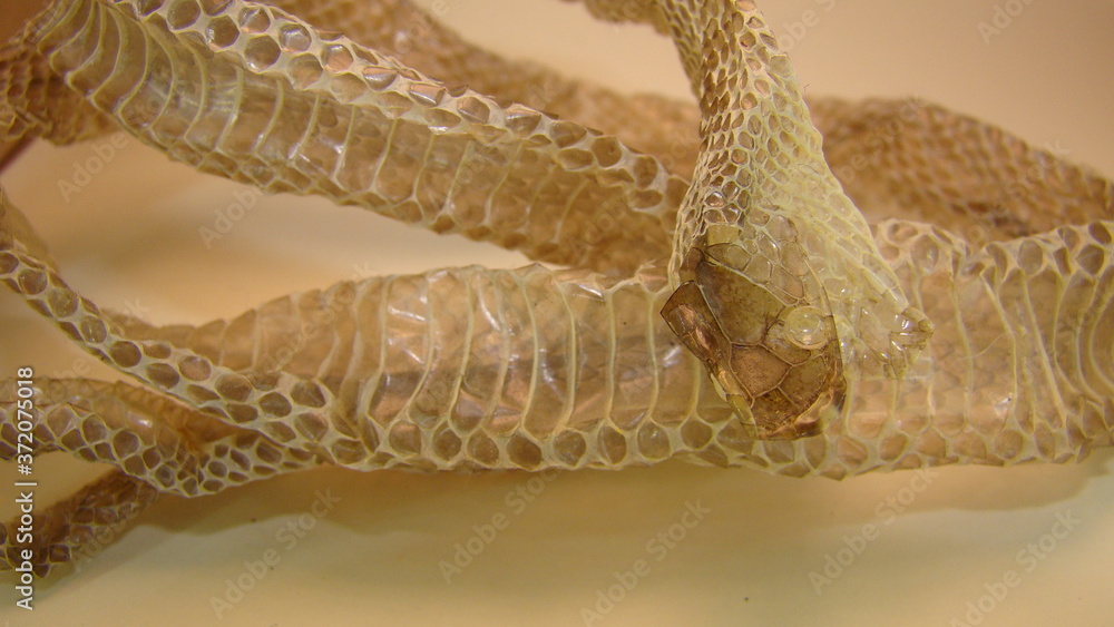Snake skin isolated on white background. Snake molting . shed snake ...