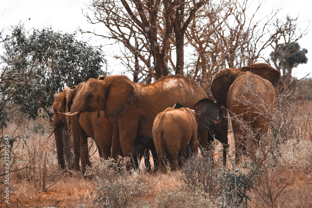 wild Animals - Safari - Big five - Afrika Stock Photo | Adobe Stock