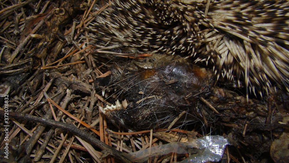 Close up of dead hedgehog in nature Carcass of a hedgehog in the wooden ...