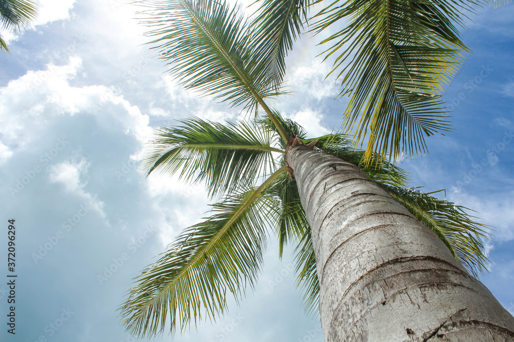 tropical paradise beach and coco palms travel tourism background ...