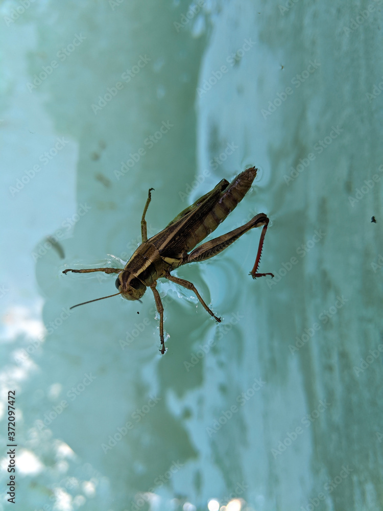 grasshopper on water Stock Photo | Adobe Stock